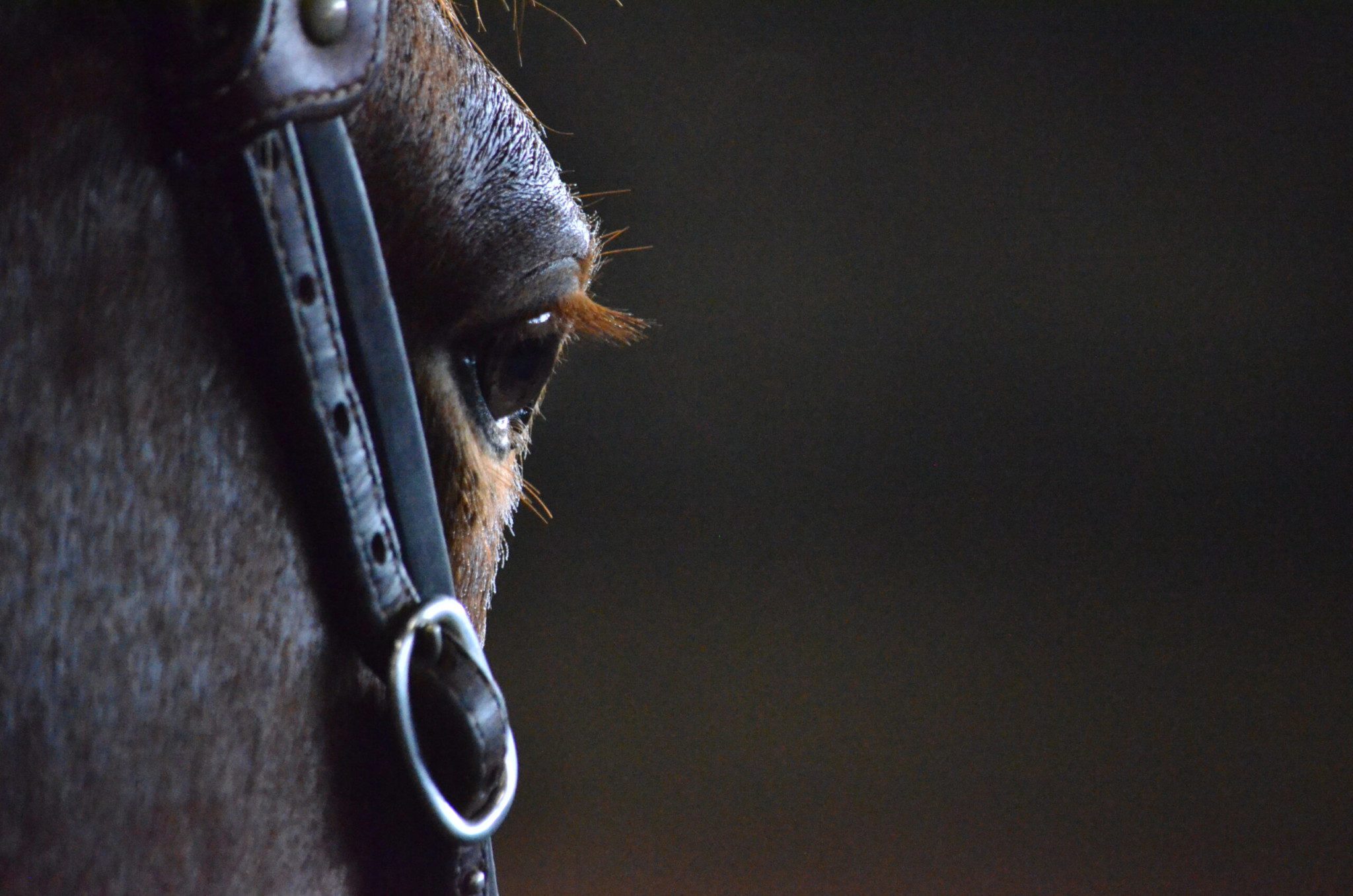 Certification Program - Horse Training School