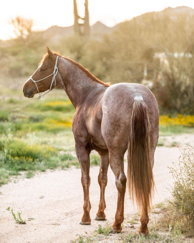 Program Horses - Horse Training School
