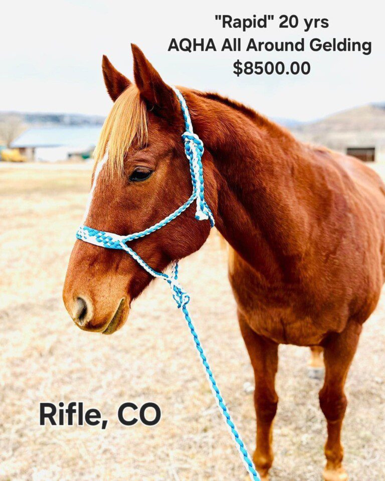 Horse Trade School Blog